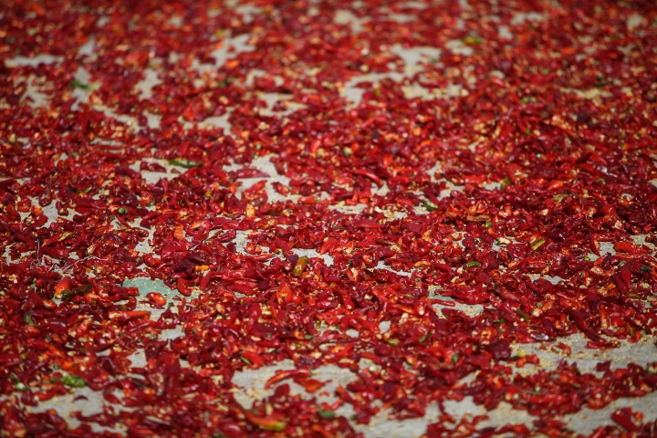 İsot biberi sadece Şanlıurfa’da yetiştiriliyor