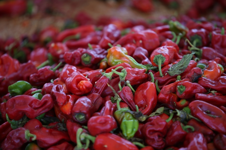 İsot biberi sadece Şanlıurfa’da yetiştiriliyor