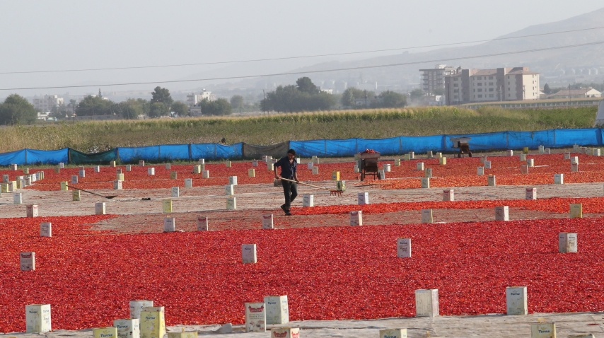 İsot biberi sadece Şanlıurfa’da yetiştiriliyor