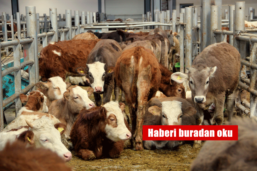 Avrupa’nın en büyük canlı hayvan pazarı kapatıldı - Turizm Avrupa