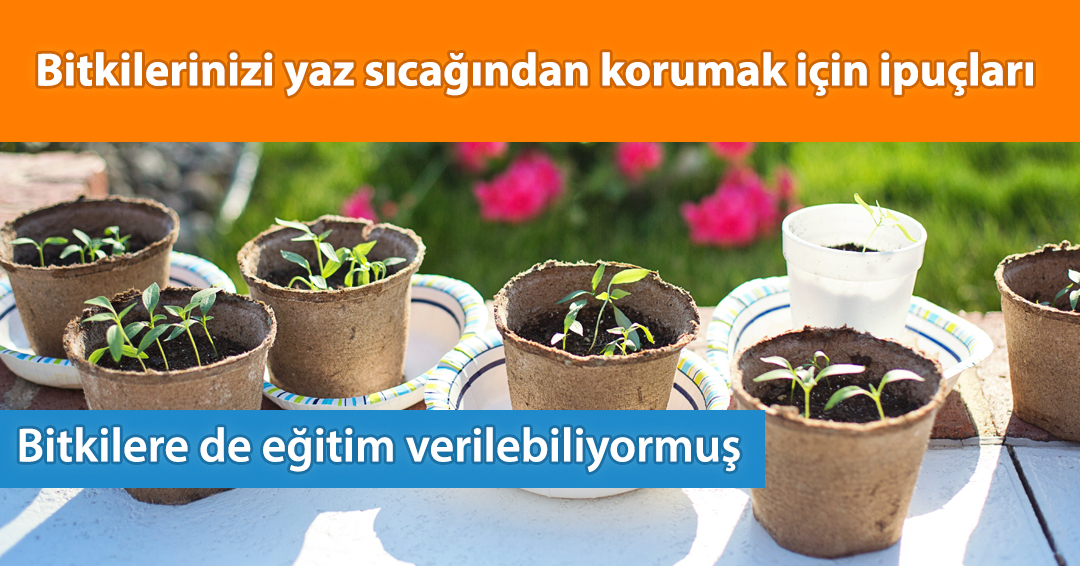 Bitkileri yaz sıcaklarından koruma yöntemleri